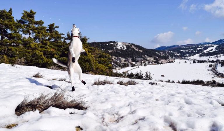 11 PHOTOS de VOS CHIENS fou fou dans la neige! Courir et jouer dans la ...