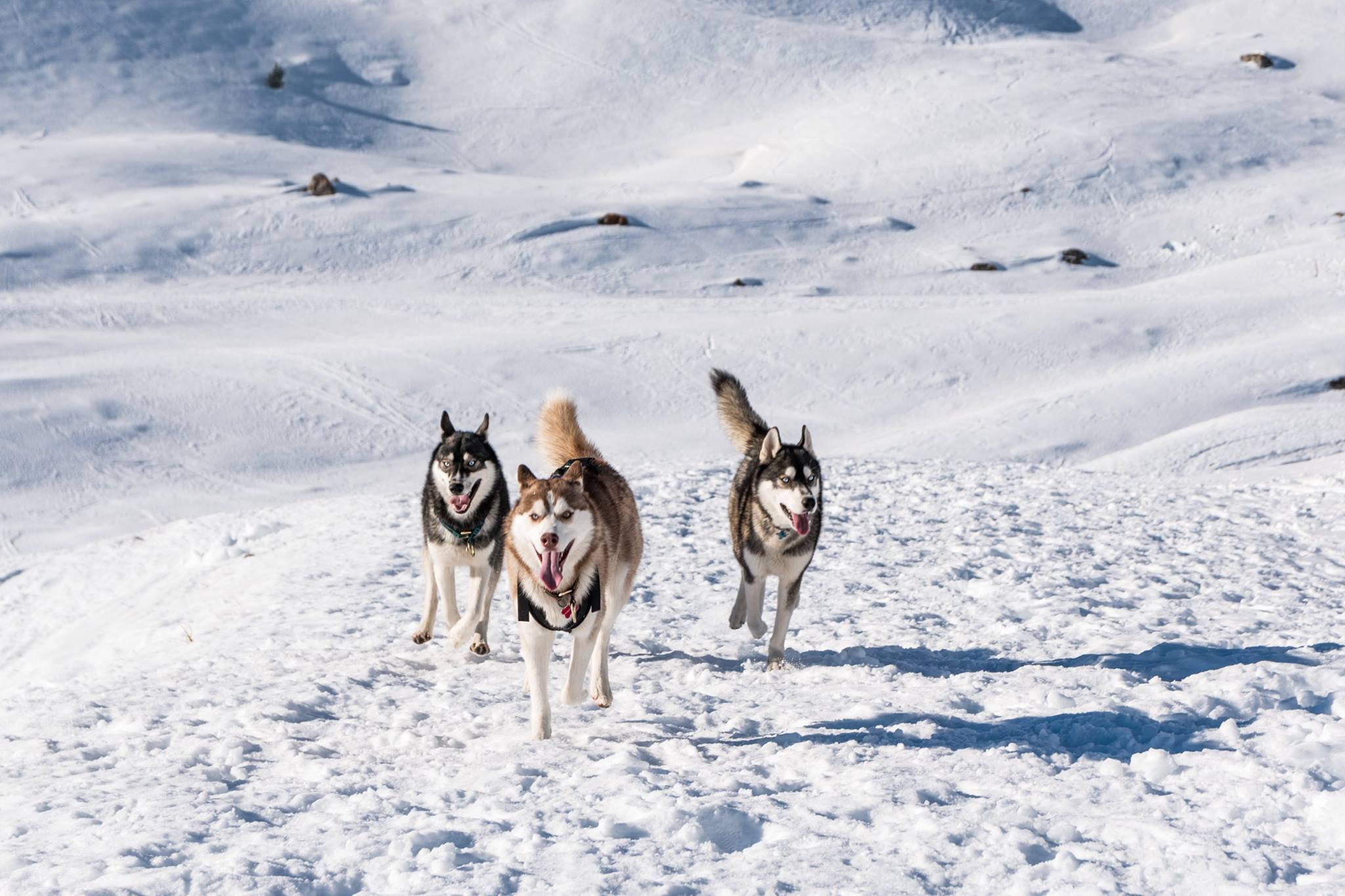 Vocabulaire musher, langage musher, ordres musher: TOUT savoir!
