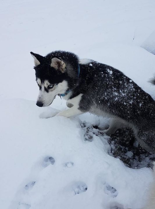 7 PHOTOS de VOS CHIENS en canirando dans la neige!