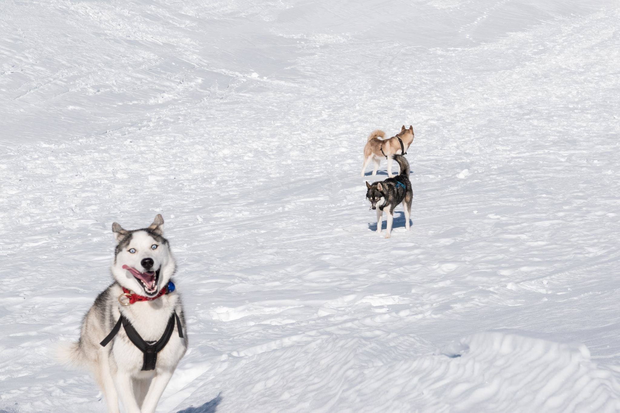 11 PHOTOS de VOS CHIENS fou fou dans la neige! Courir et jouer dans la ...