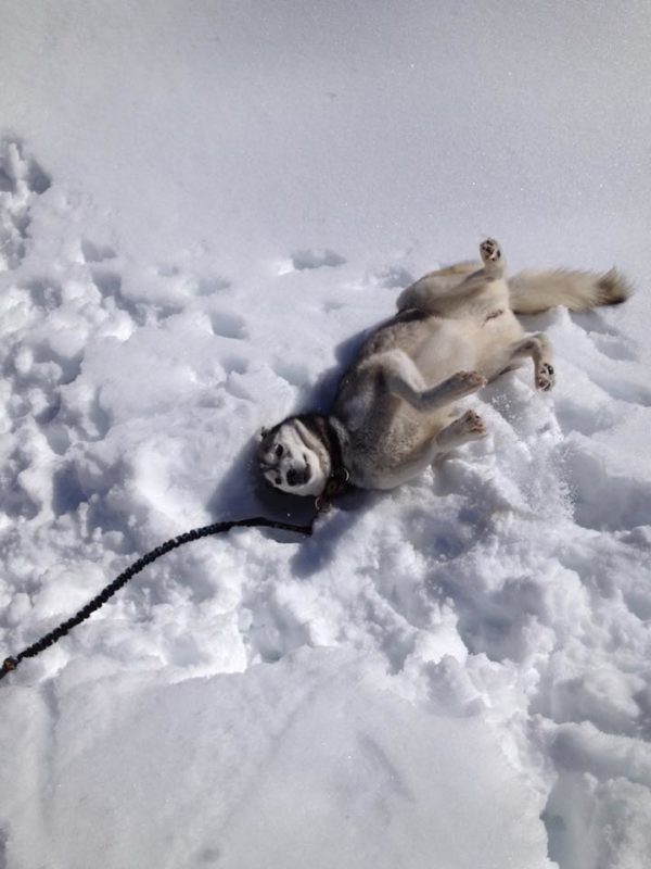 11 PHOTOS de VOS CHIENS fou fou dans la neige! Courir et jouer dans la ...