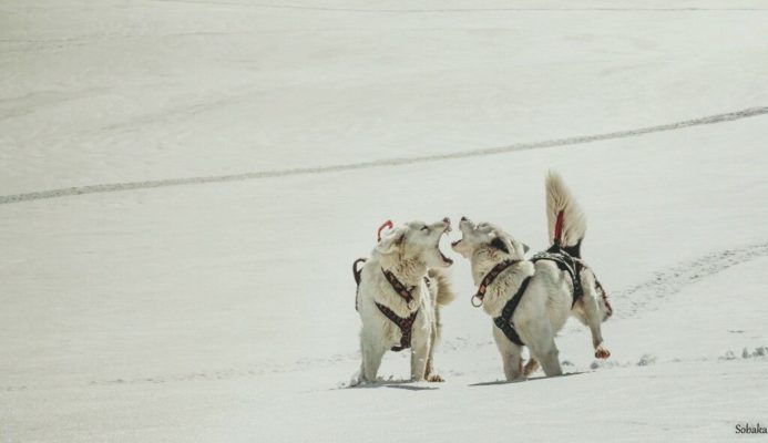 11 PHOTOS de VOS CHIENS fou fou dans la neige! Courir et jouer dans la ...