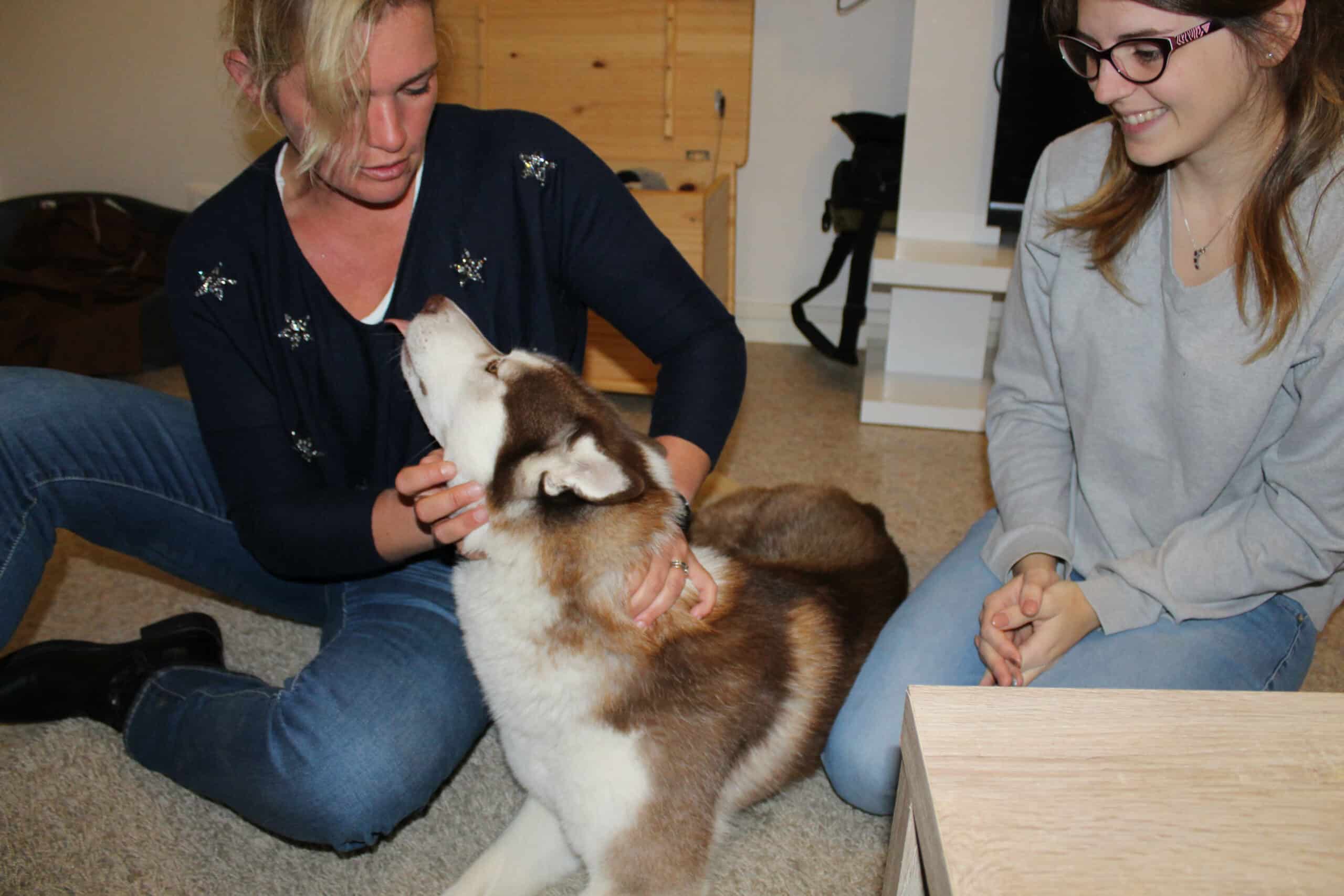 Ostéopathe canin: formation, métier, soins du chien, tout savoir!