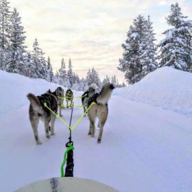 Equipement, actu et conseils canicross, canivtt, traineau à chien ...