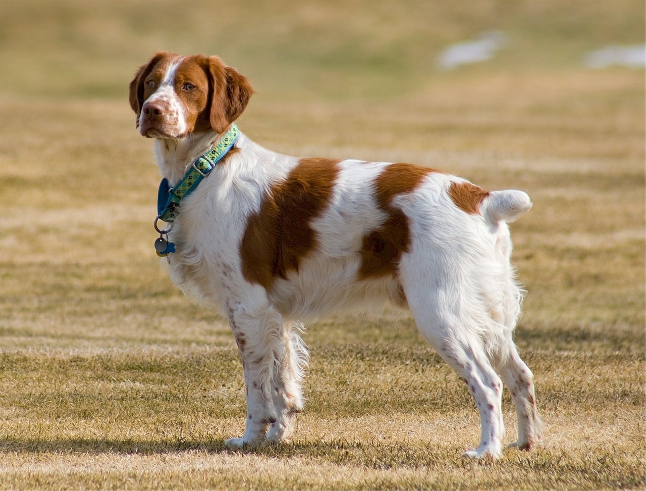 Quel chien pour la course à pied? - TOP 30 des chiens sportifs!