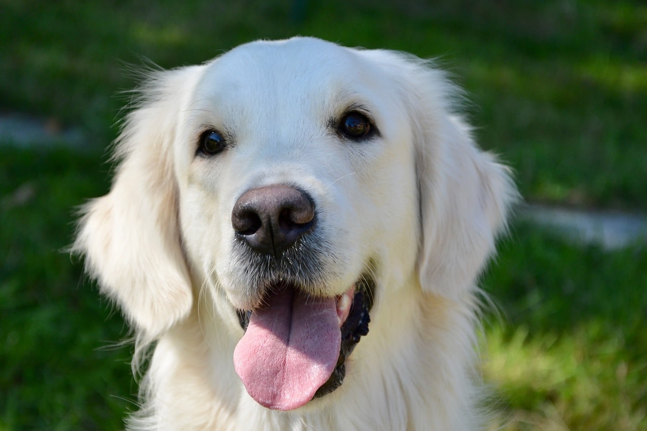 Quel chien pour la course à pied? - TOP 30 des chiens sportifs!