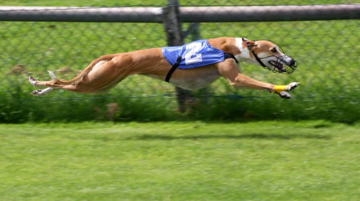 Quel chien pour la course à pied? - TOP 30 des chiens sportifs!