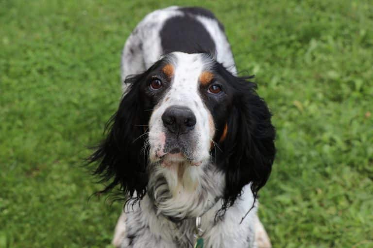 Quel chien pour la course à pied? - TOP 30 des chiens sportifs!