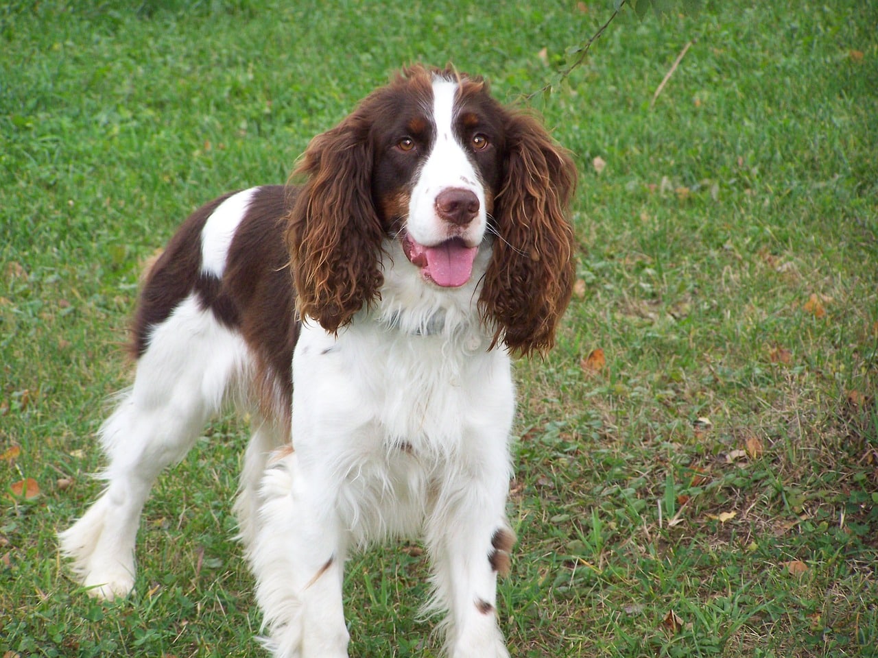 Quel chien pour la course à pied? - TOP 30 des chiens sportifs!