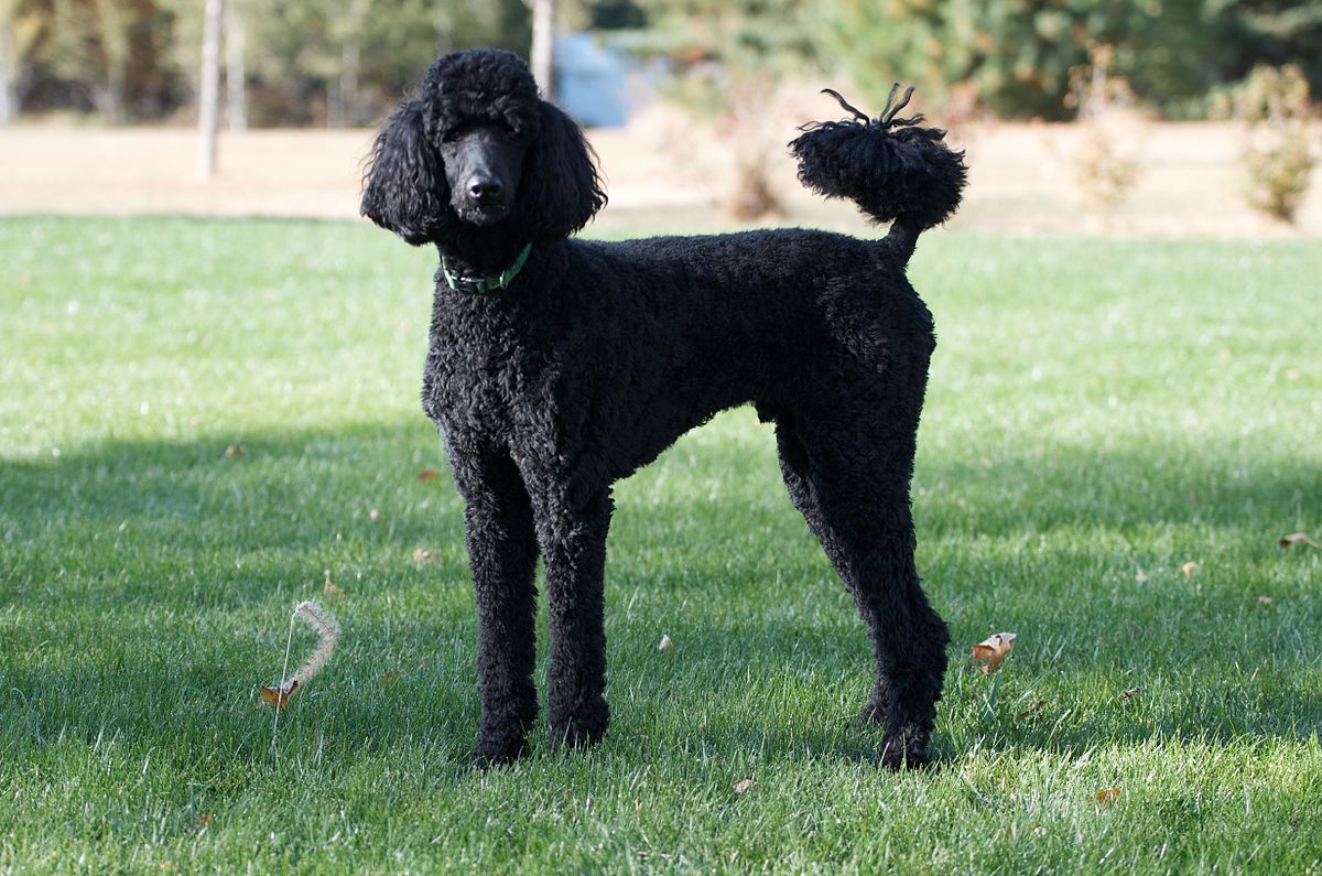 Quel chien pour la course à pied? - TOP 30 des chiens sportifs!