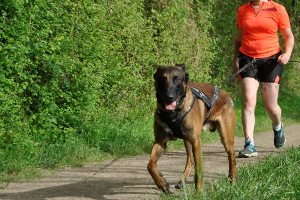 La cani-marche ou comment profiter d'une belle balade avec son chien La cani-marche ou comment profiter d'une belle balade avec son chien