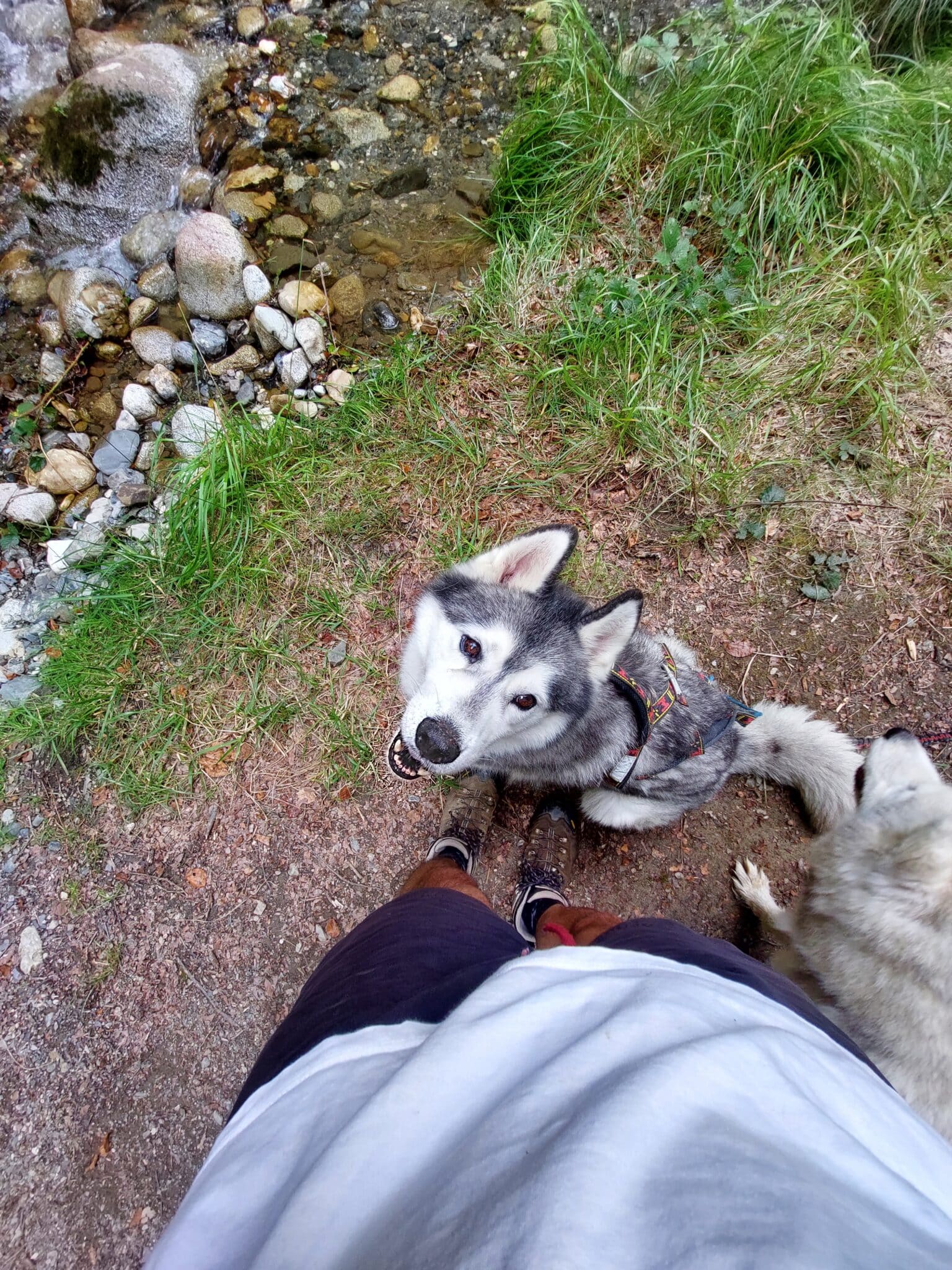 Cani rando ou cani randonnée: randonnée pedestre avec son chien