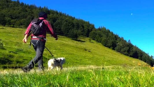 Cani rando ou cani randonnée: randonnée pedestre avec son chien