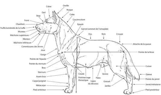 Anatomie du chien et morphologie: différentes formes, squelettes, profils