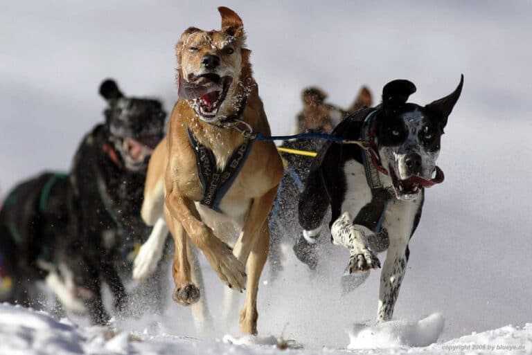 Alaskan Husky: race de chien, croisement, meilleur chien de course