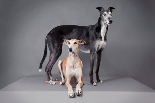 Lévrier Greyhound: meilleure race de chien de course de vitesse